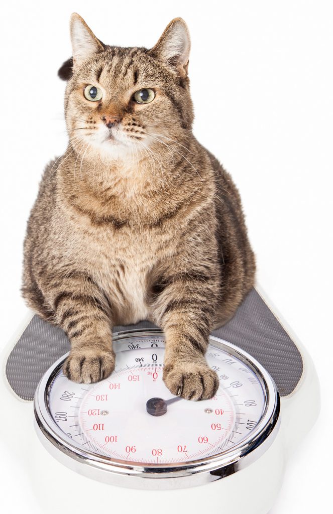 Formule légère | Nourriture pour les chats | Québec | Kaviar